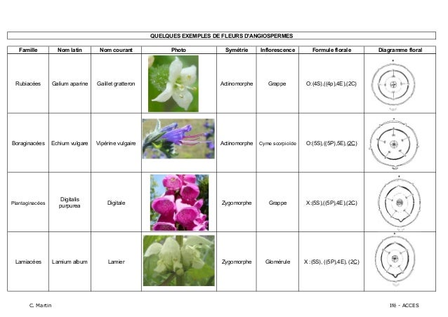 Diagrammes et formules florales