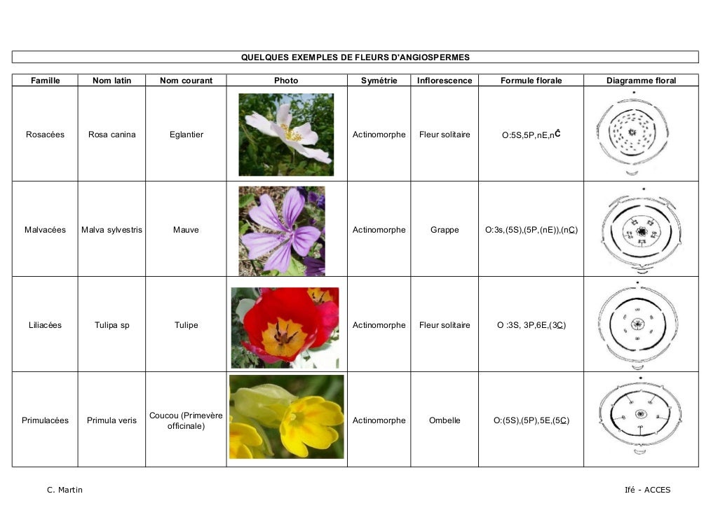 Diagrammes et formules florales
