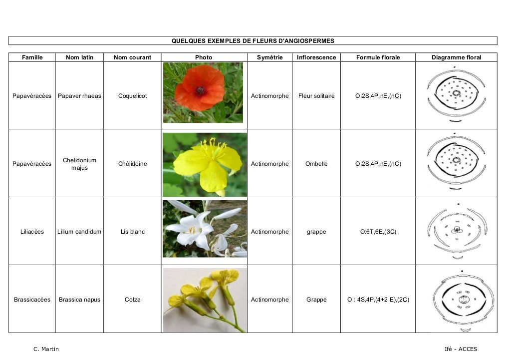 Diagrammes et formules florales