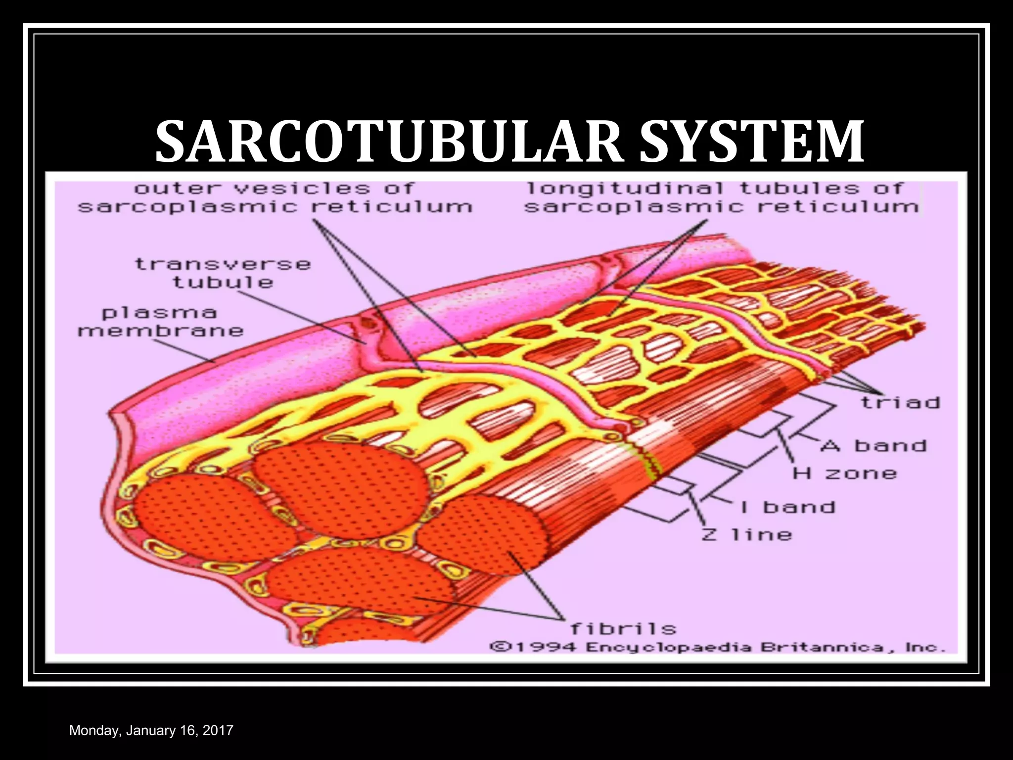 DRAW A NEAT DIAGRAM - NERVE-MUSCLE PHYSIOLOGY | PPT