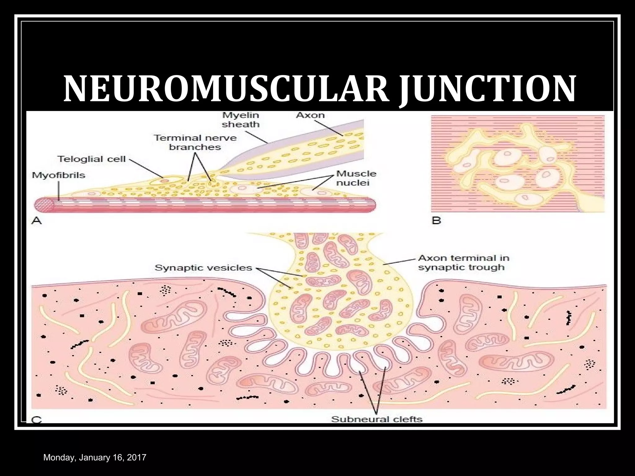 DRAW A NEAT DIAGRAM - NERVE-MUSCLE PHYSIOLOGY | PPT
