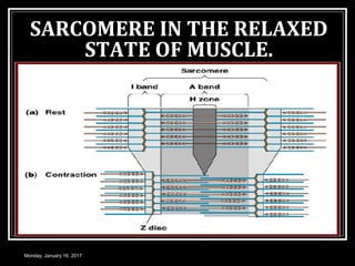 DRAW A NEAT DIAGRAM - NERVE-MUSCLE PHYSIOLOGY | PPT