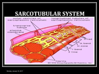 DRAW A NEAT DIAGRAM - NERVE-MUSCLE PHYSIOLOGY | PPT