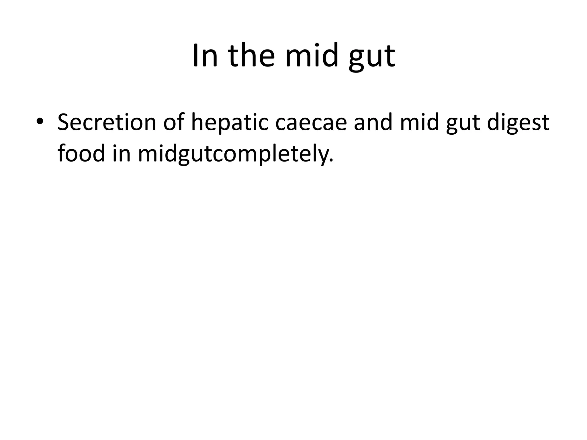 Diagram of alimentary and digestive glands in cockroach | PPTX