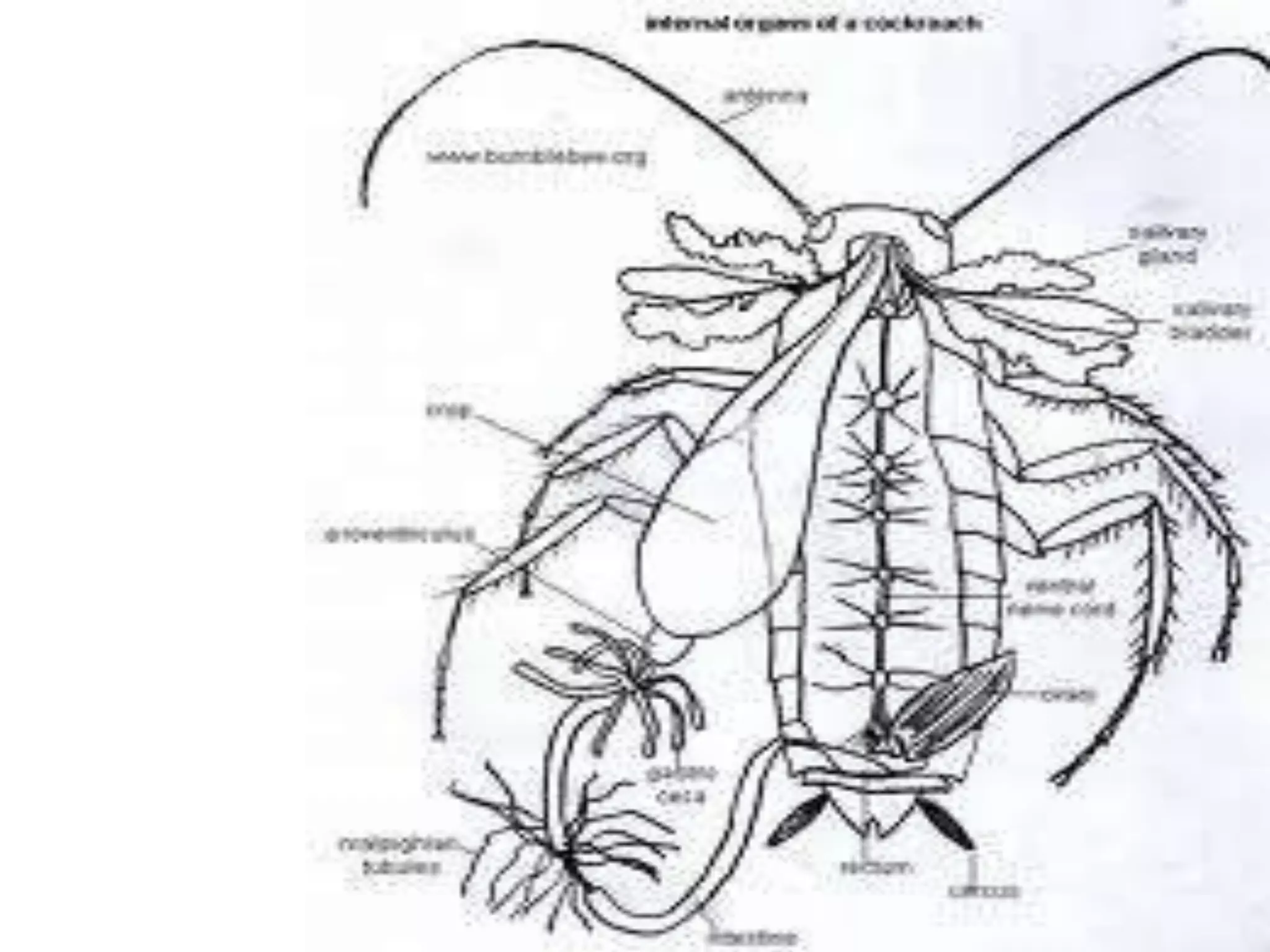 Diagram of alimentary and digestive glands in cockroach | PPTX