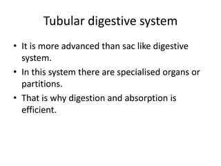 Diagram of alimentary and digestive glands in cockroach | PPTX