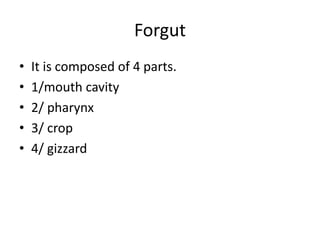 Diagram of alimentary and digestive glands in cockroach | PPTX