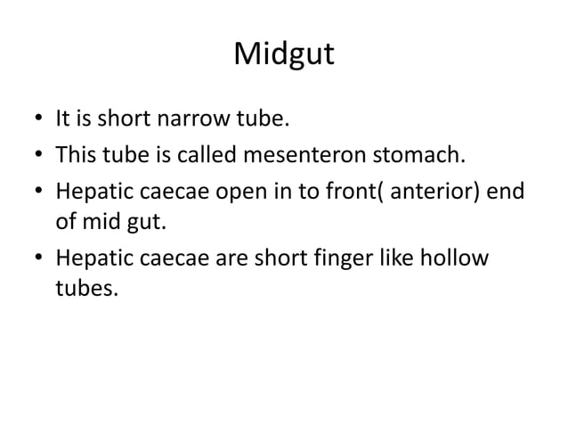Diagram of alimentary and digestive glands in cockroach | PPTX | Food ...