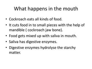 Diagram of alimentary and digestive glands in cockroach | PPTX