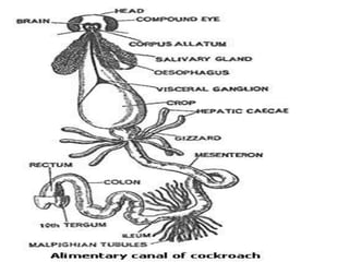 Cockroach Digestive System