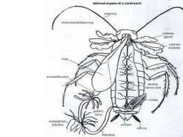 Diagram Of Alimentary And Digestive Glands In Cockroach