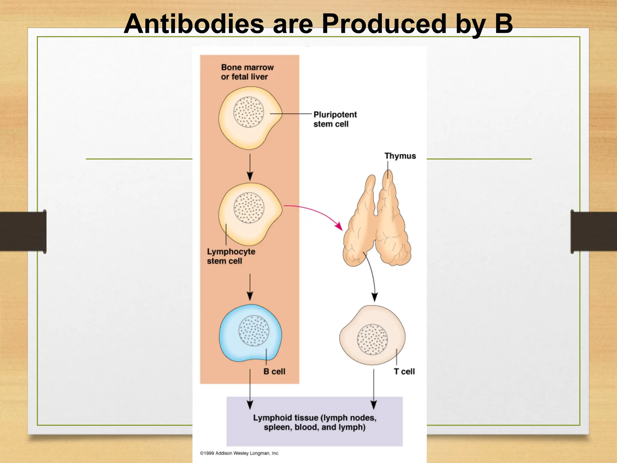 Diagram_of_Immune_systems_.pdf@123456778 | PDF