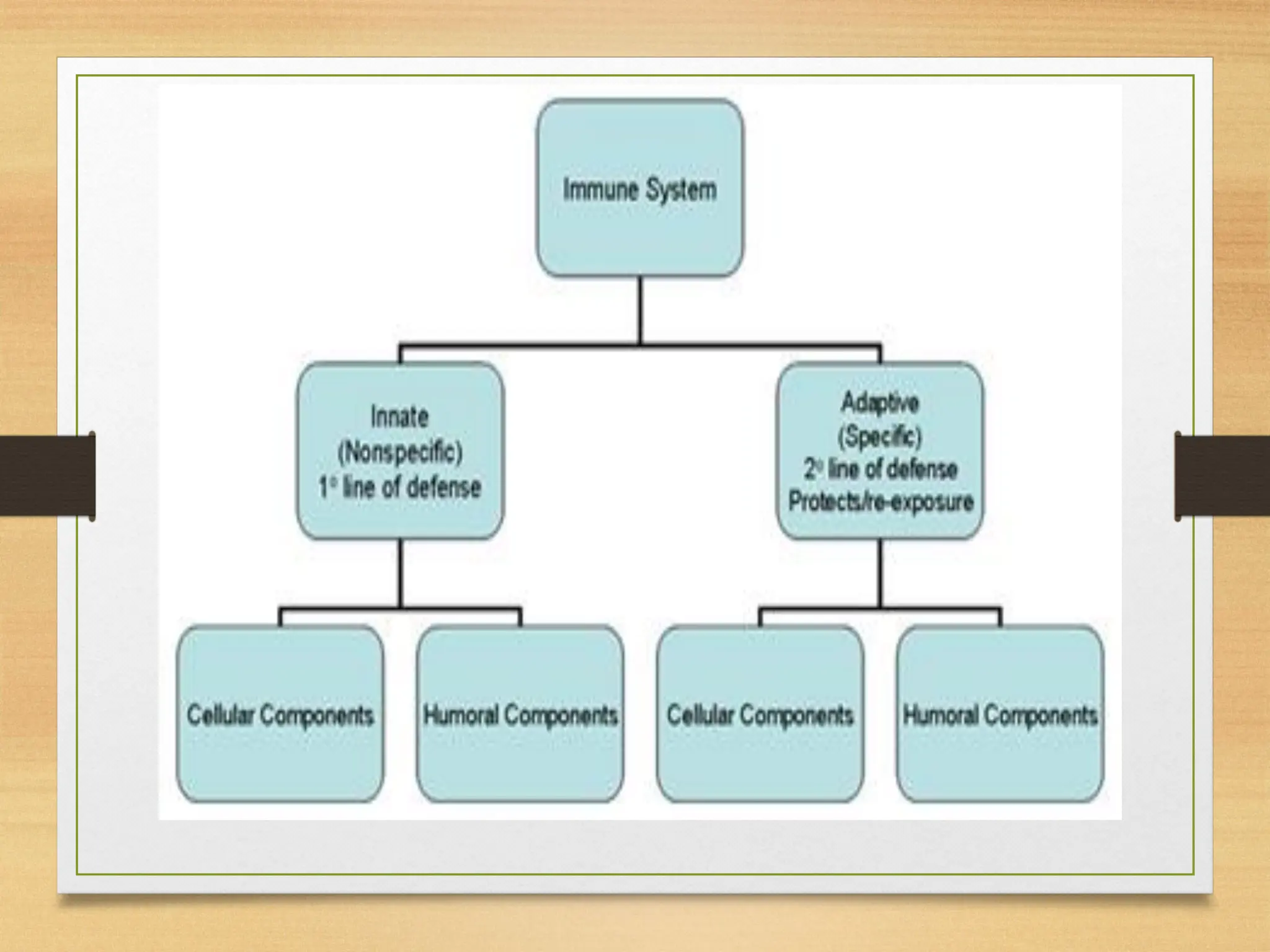 Diagram_of_Immune_systems_.pdf@123456778 | PDF
