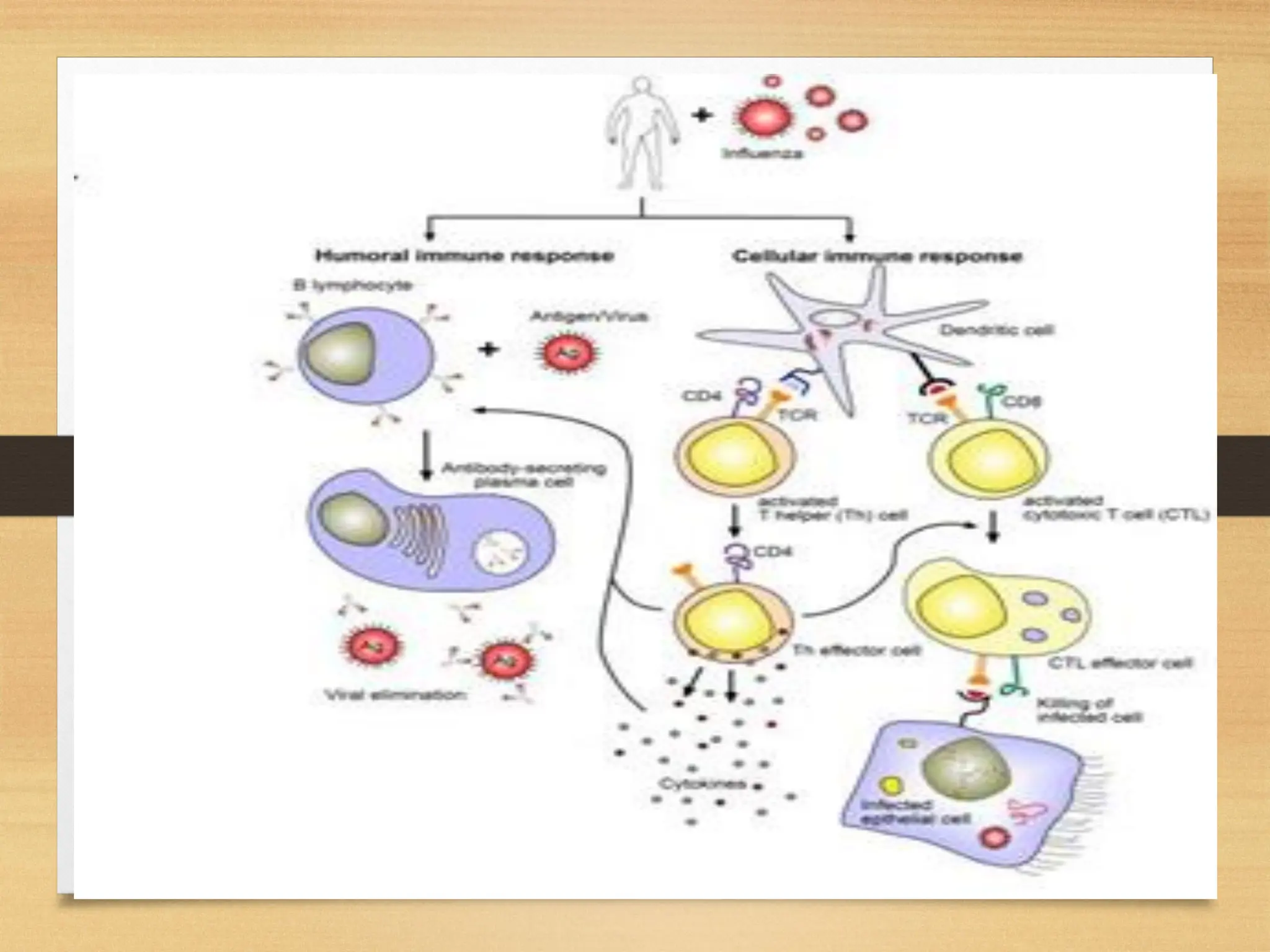 Diagram_of_Immune_systems_.pdf@123456778 | PDF