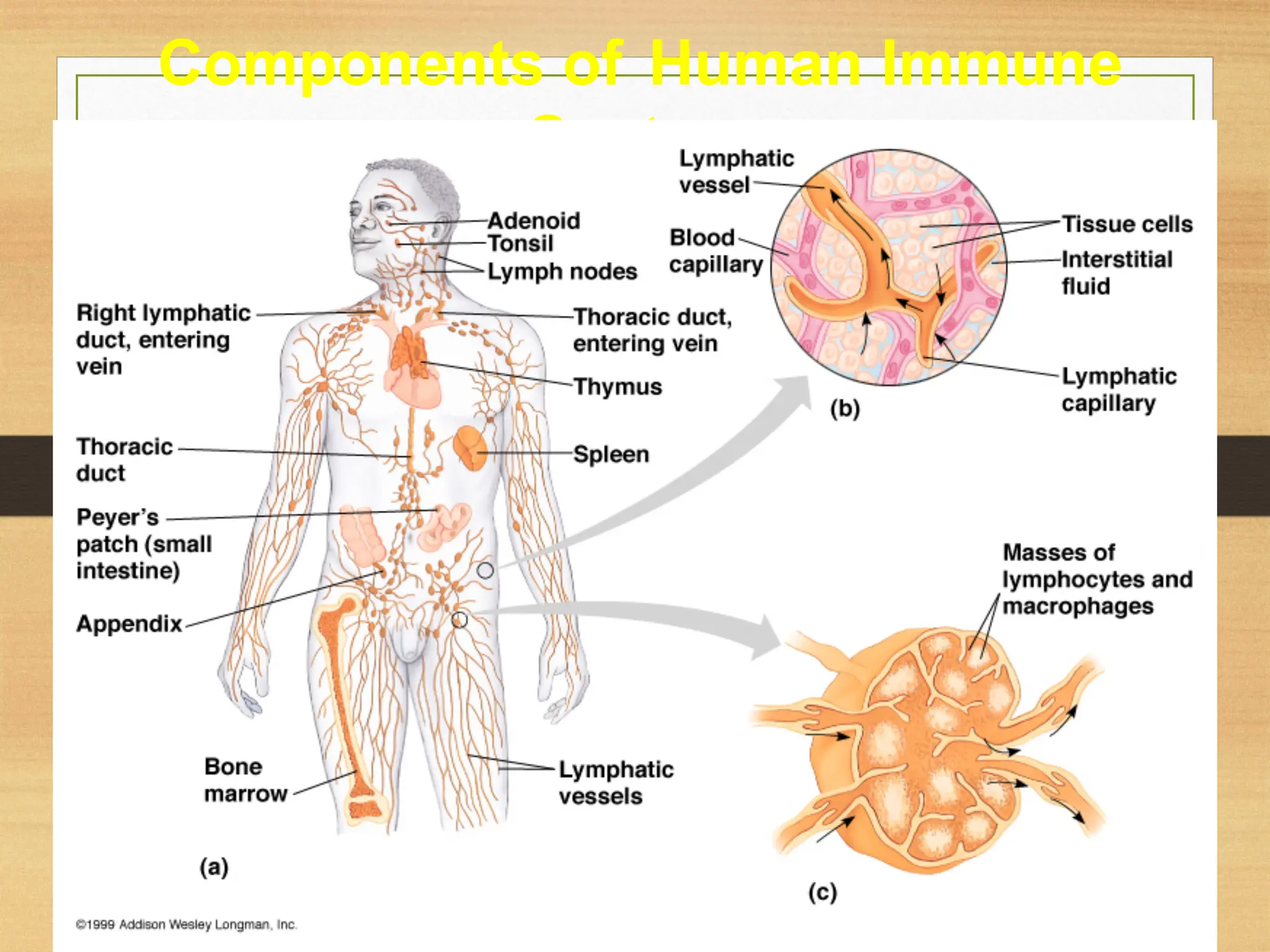 Diagram_of_Immune_systems_.pdf@123456778 | PDF