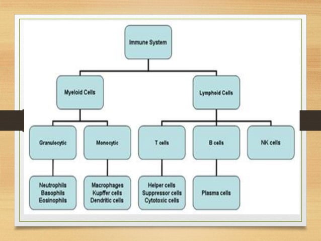 Diagram_of_Immune_systems_.pdf@123456778 | PDF | Infectious Diseases | Diseases and Conditions