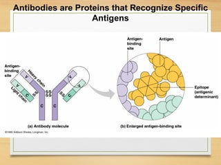 Diagram_of_Immune_systems_.pdf@123456778 | PDF