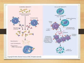 Diagram_of_Immune_systems_.pdf@123456778 | PDF