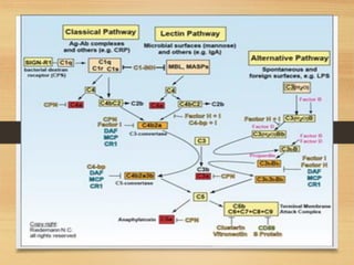 Diagram_of_Immune_systems_.pdf@123456778 | PDF