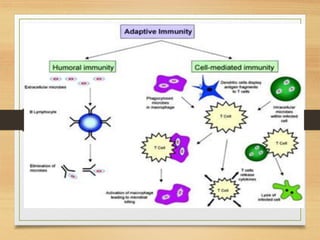 Diagram_of_Immune_systems_.pdf@123456778 | PDF