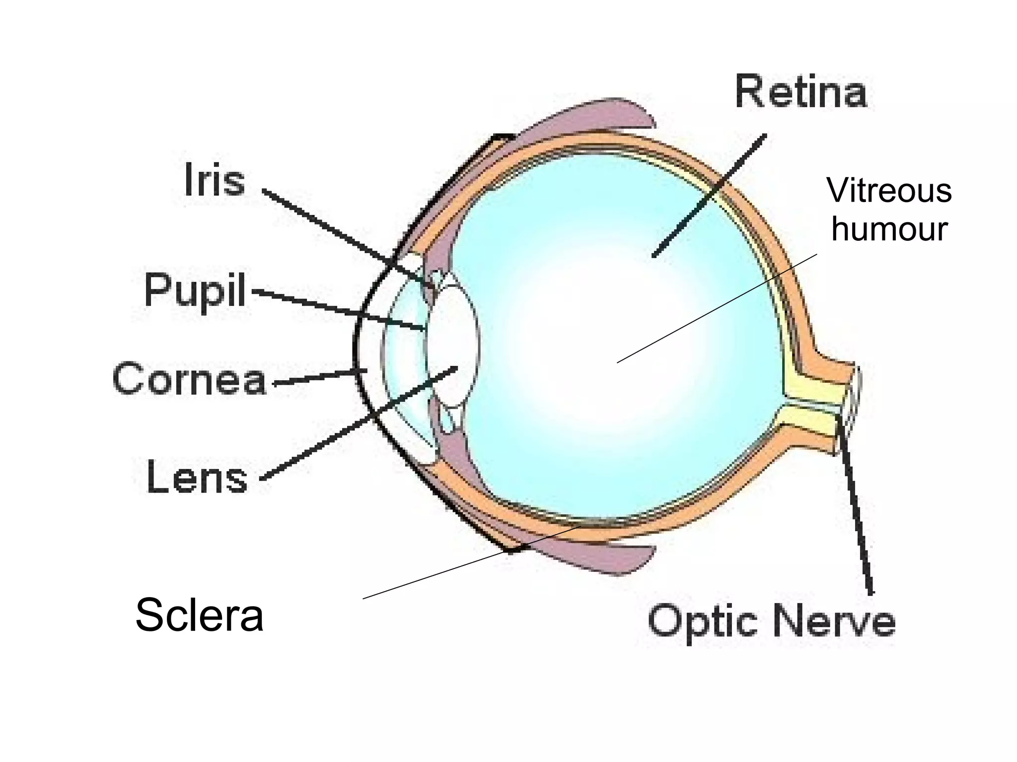 Diagram of sight | PPT