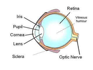 Sense Of Sight Diagram