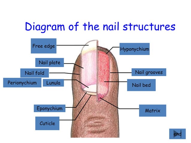 Diagram of the nail structures
