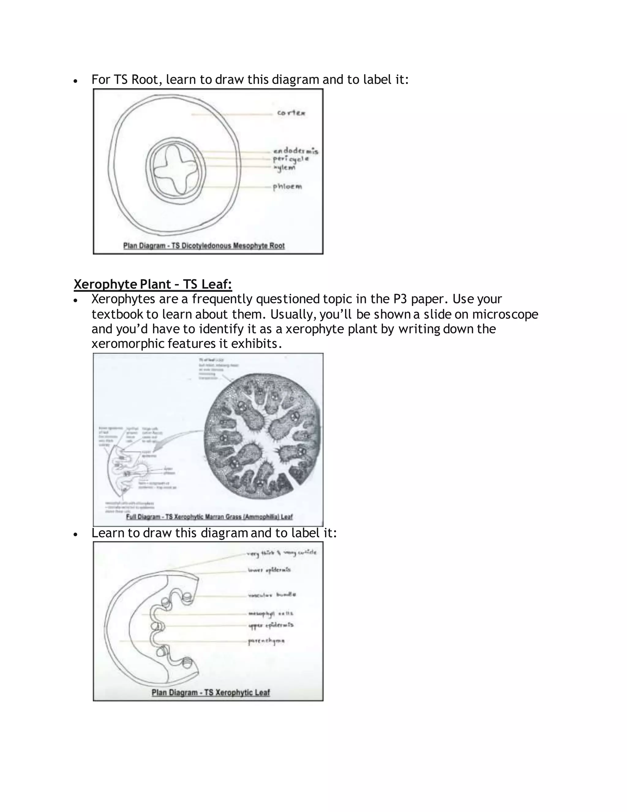 Diagrams | DOCX