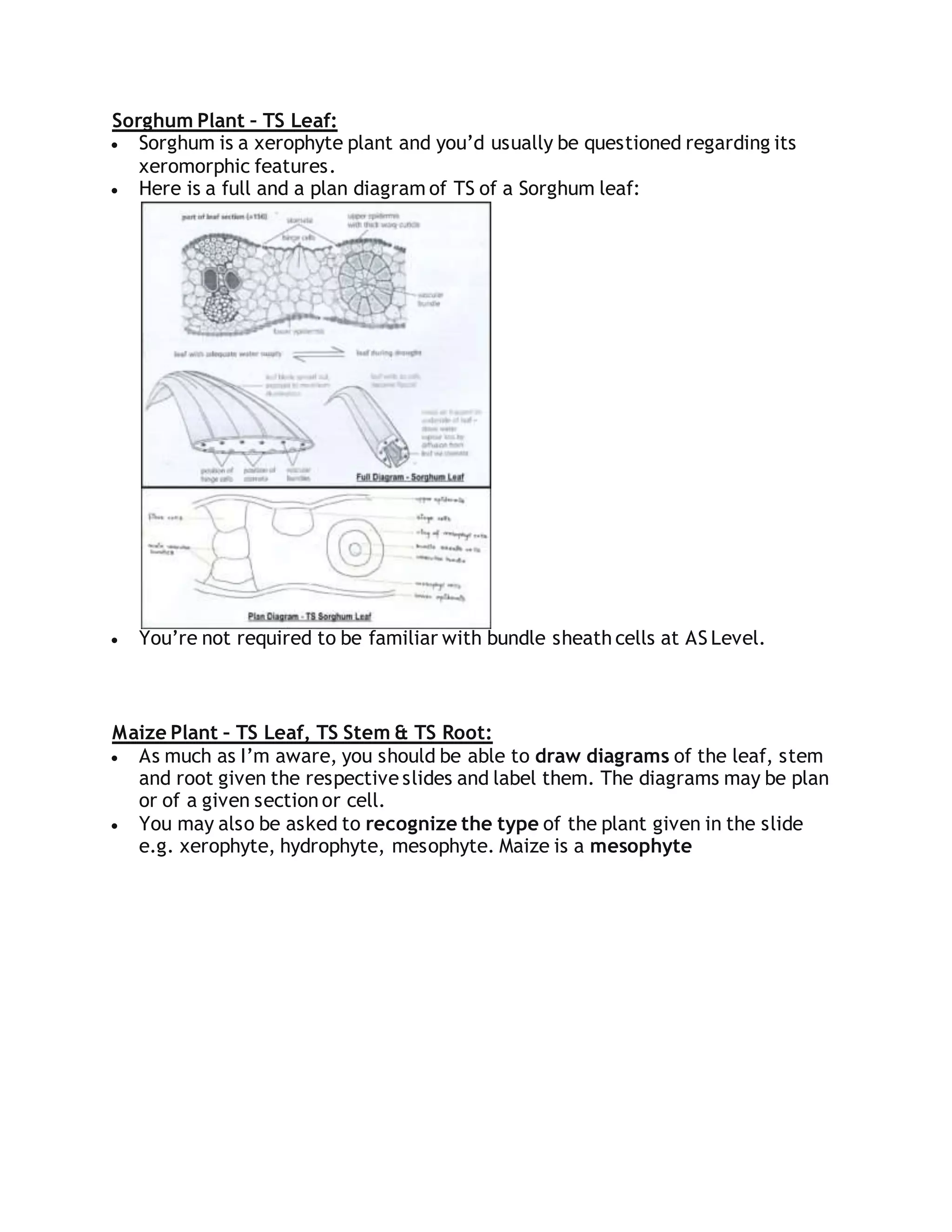 Diagrams | DOCX