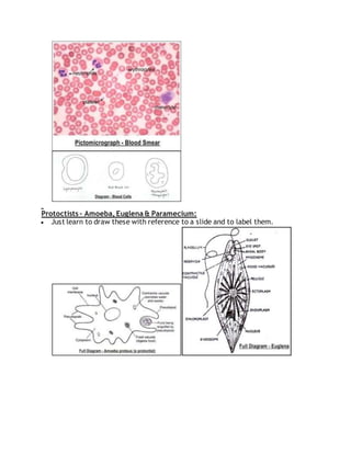 Labeled Euglena Slide