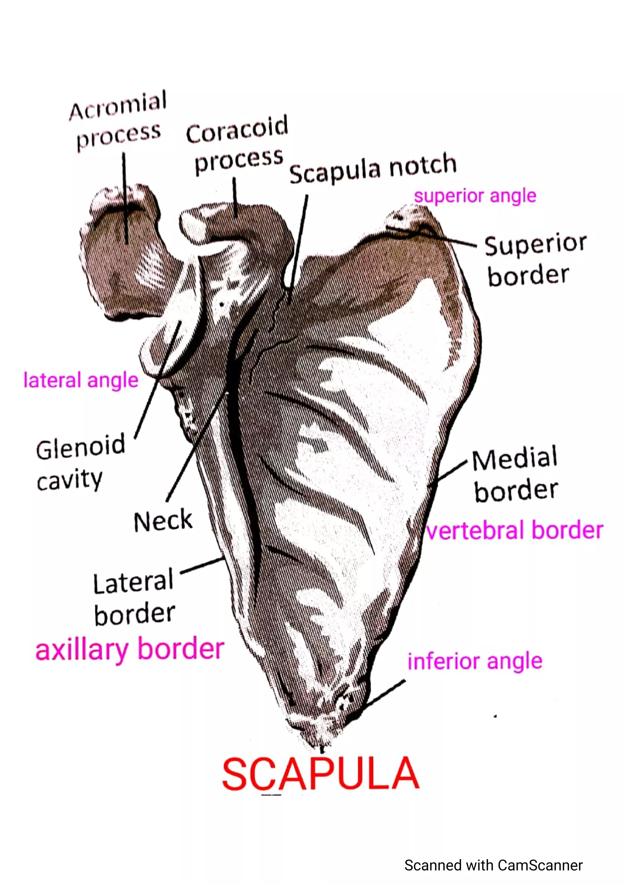 Diagram scapula | PDF