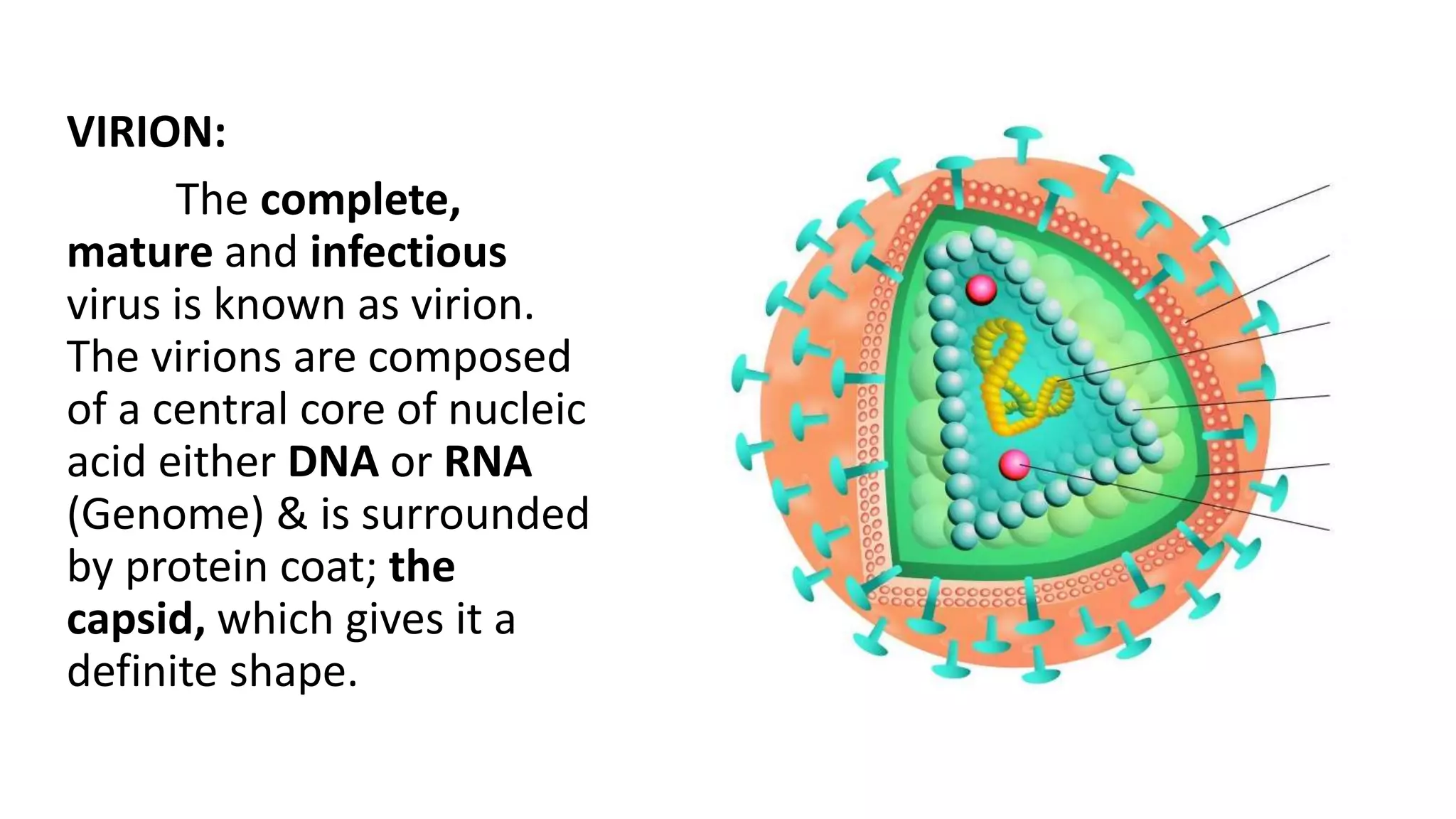 Diagrams of bacteria, nematode, fungi, virus, virion & prion | PPT