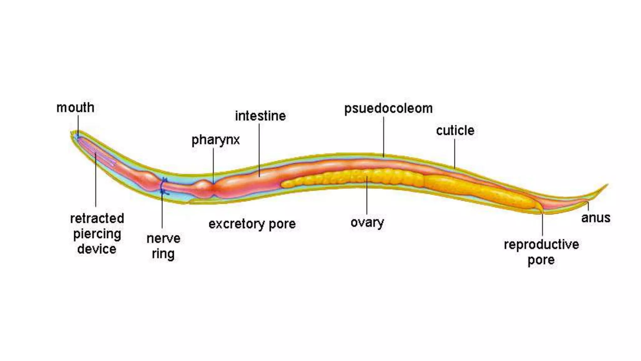 Diagrams of bacteria, nematode, fungi, virus, virion & prion | PPTX