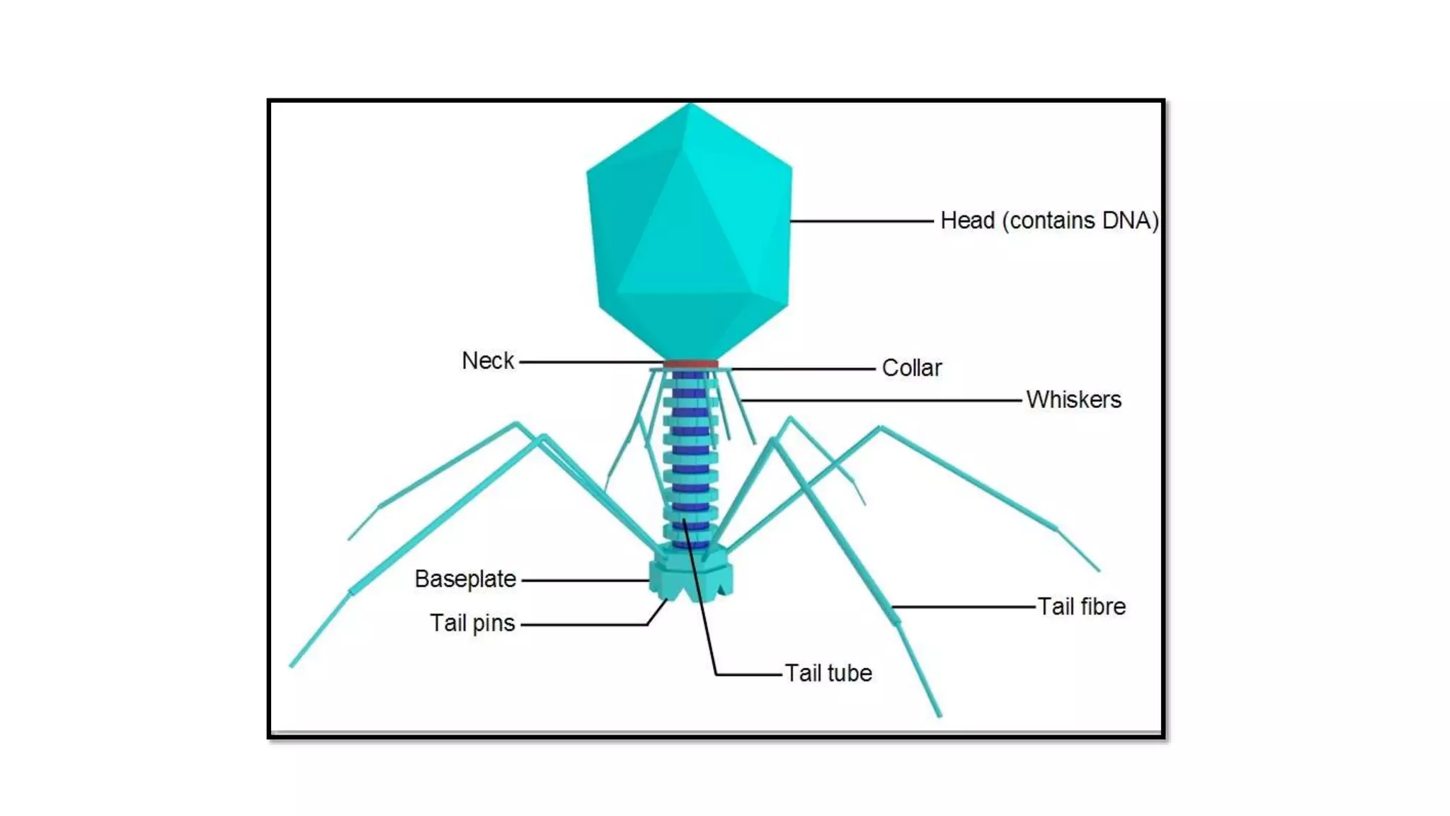 Diagrams of bacteria, nematode, fungi, virus, virion & prion | PPTX
