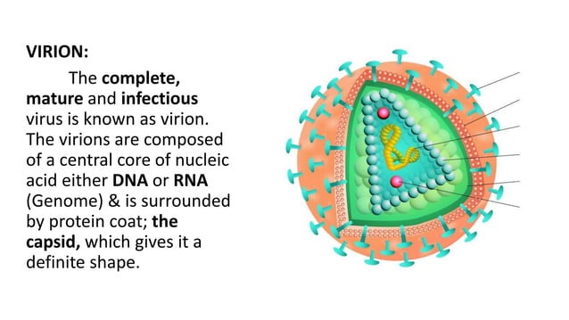 Diagrams of bacteria, nematode, fungi, virus, virion & prion | PPT
