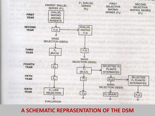Diallele selective mating system | PPTX | Genetics | Science