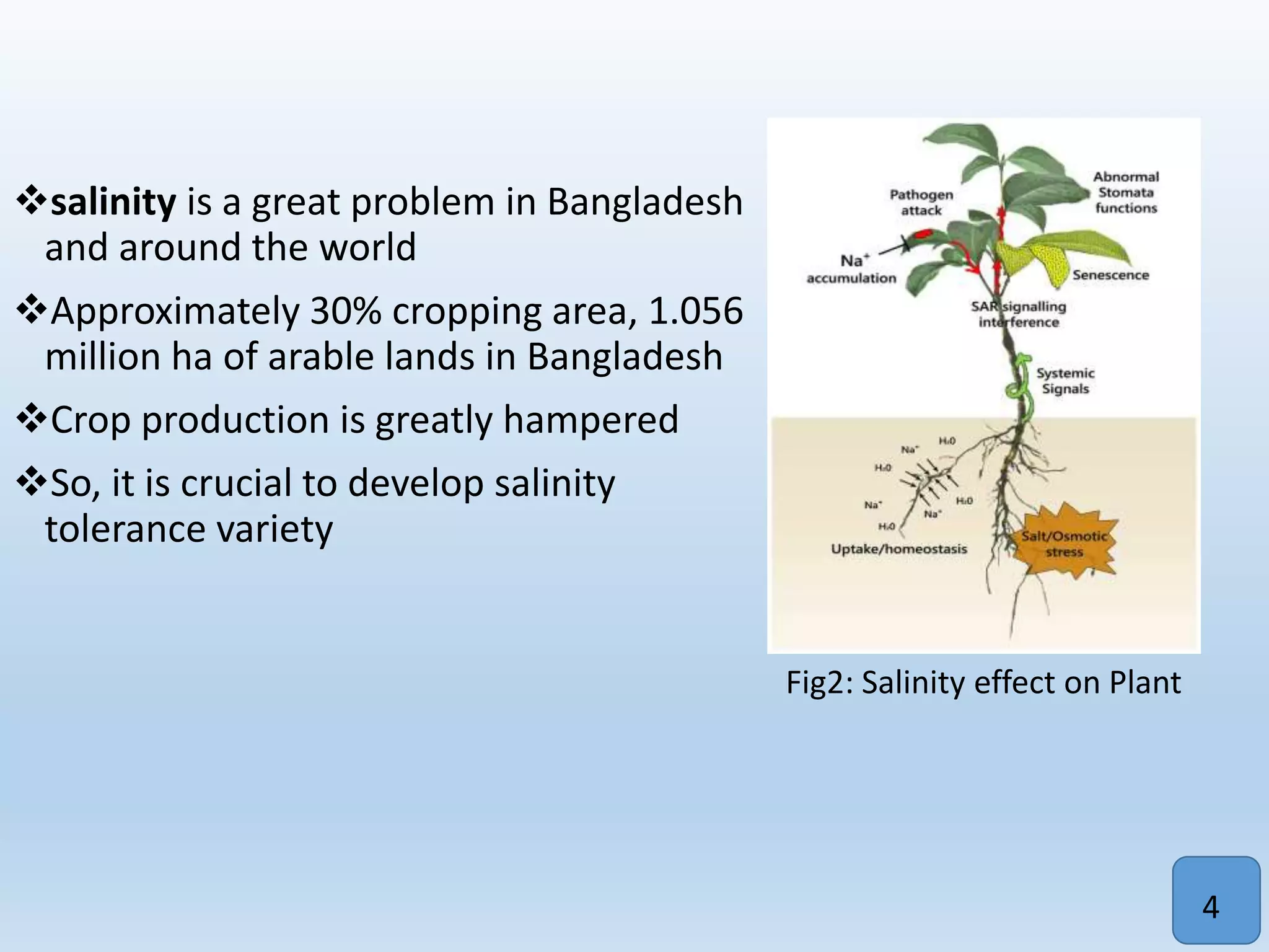 Diallel mating in selected mustard genotypes | PPT