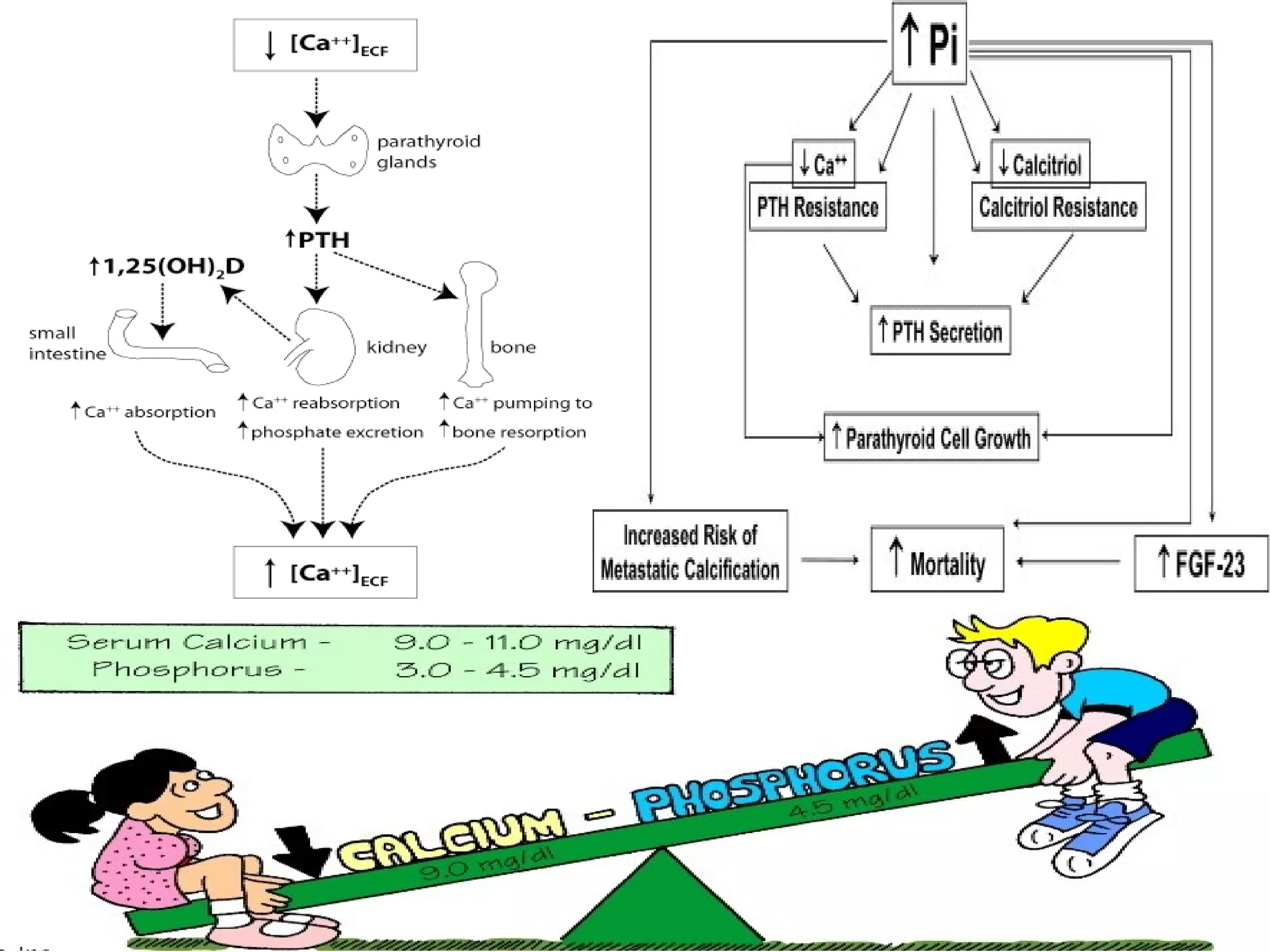 Dialysate Calcium Concentartions and CKD MBD Dr. Karem Salem | PPT