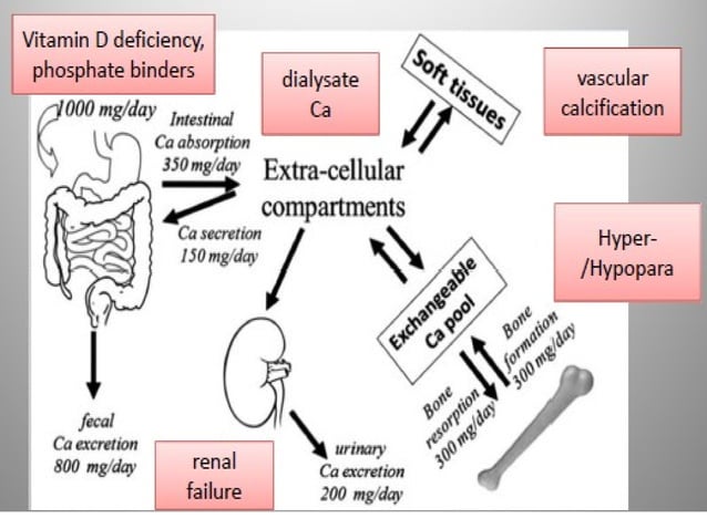 Dialysate Calcium Concentartions and CKD MBD Dr. Karem Salem | PPT ...