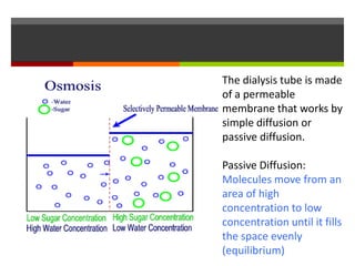 Dialysis Tubing Diffusion