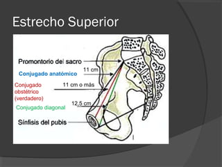 Diametros de la pelvis | PPT