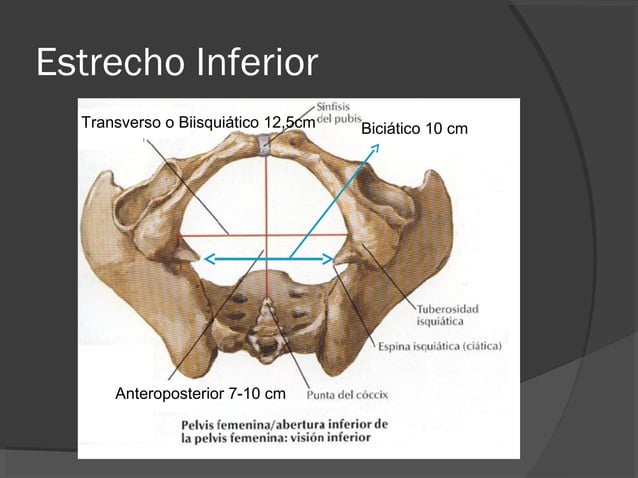 Diametros de la pelvis