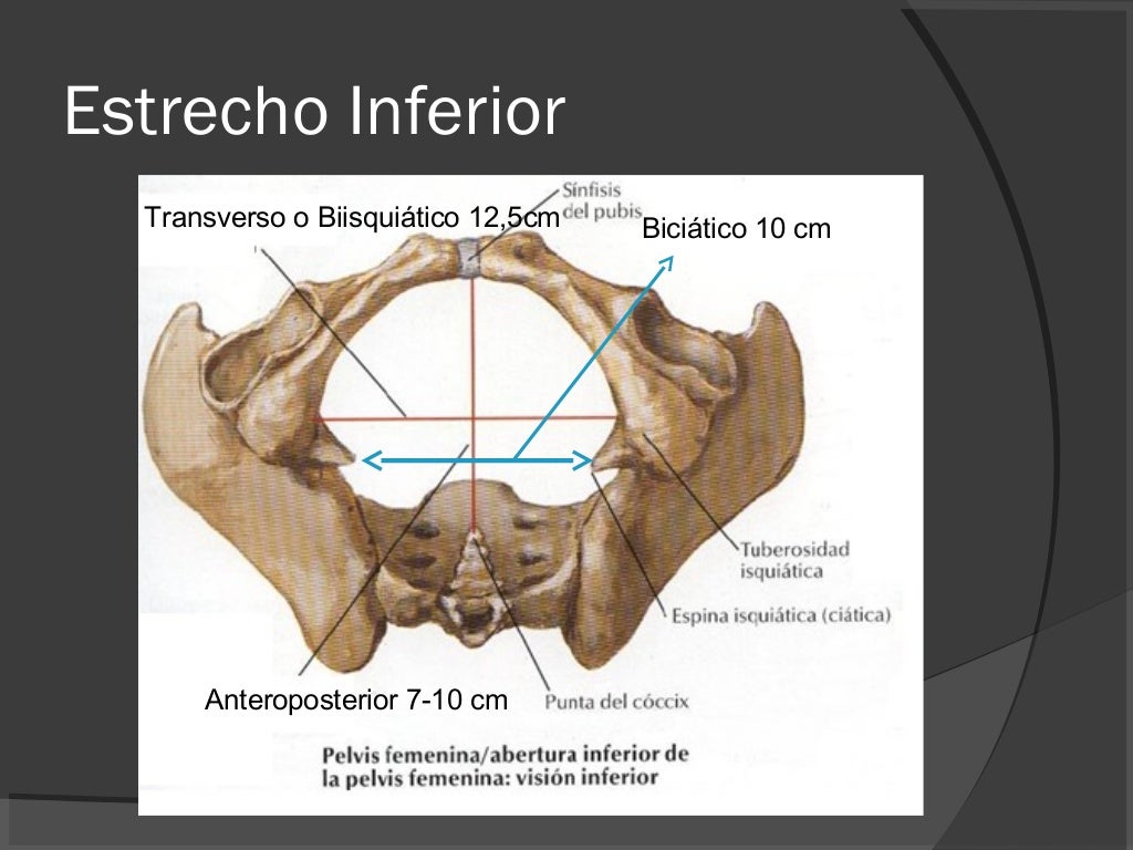 Diametros de la pelvis