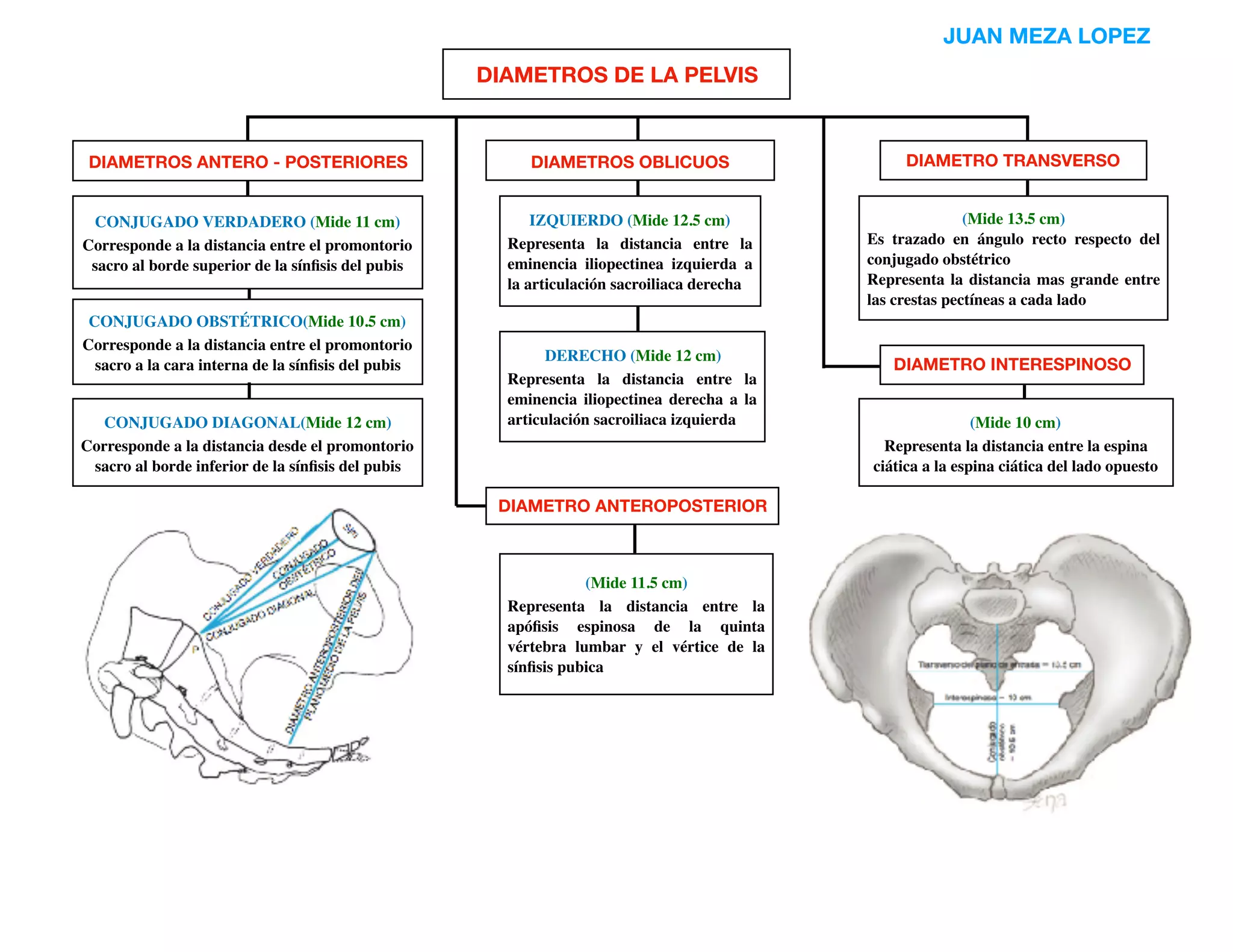 Diametros de la pelvis | PDF
