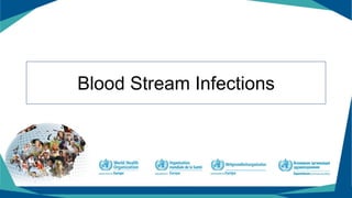 Blood Stream Infections | PDF