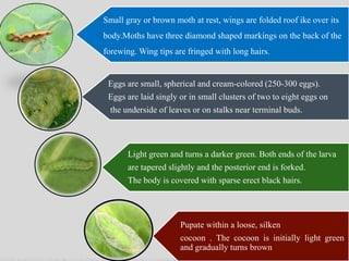 Diamond back moth | PPTX