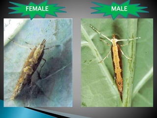 Diamond back moth & its biological control | PPTX
