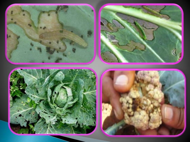 Diamond back moth & its biological control | PPTX | Agriculture ...