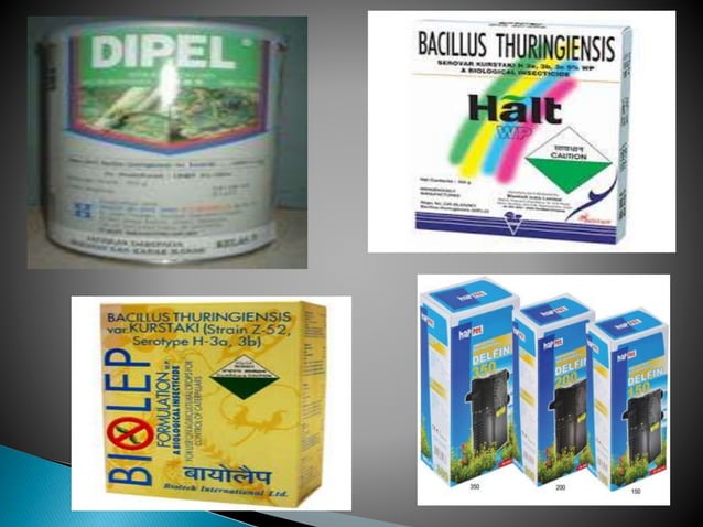 Diamond back moth & its biological control | PPTX | Agriculture ...