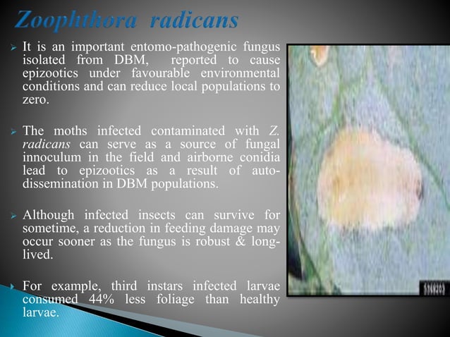 Diamond back moth & its biological control | PPTX | Agriculture ...